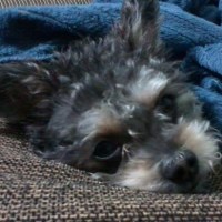 New Power Rangers Disney Force Coming In 2027… Meh – dtm666